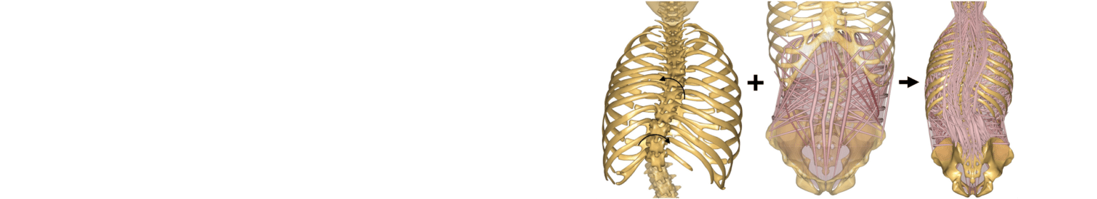 AnyBody Technology - AnyBody Technology