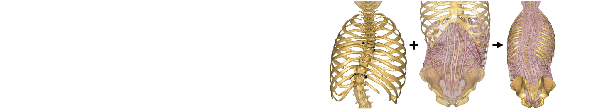 AnyBody Technology - AnyBody Technology